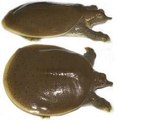 Perbedaan Kura-Kura, Penyu, Dan Bulus Atau Labi-Labi