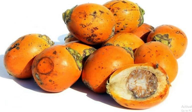 15 Manfaat Dan Khasiat Buah Pinang Bagi Pria Dan Wanita