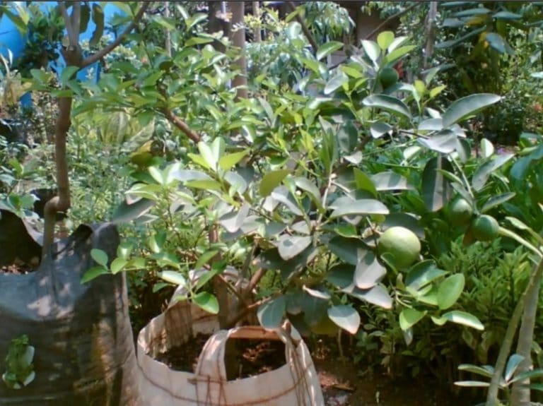 Cara Sukses Menanam Jeruk Nipis Dalam Pot Agar Cepat Berbuah