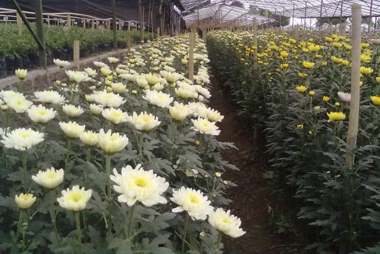 Panduan Lengkap Cara Budidaya Krisan Potong Bagi Pemula Panduan Lengkap Cara Budidaya Krisan Potong Bagi Pemula