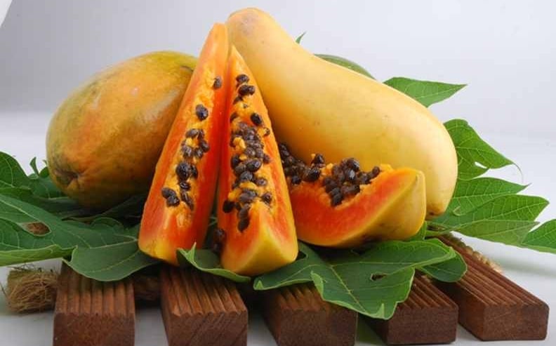 Cara Budidaya Pepaya Calina Ipb 9 - Cara Budidaya