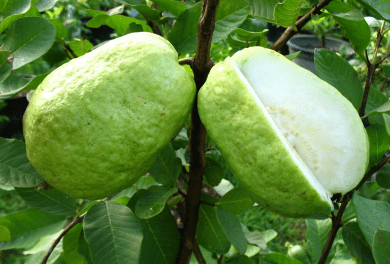 7 Panduan Lengkap Cara Budidaya Jambu Kristal Dengan Mudah