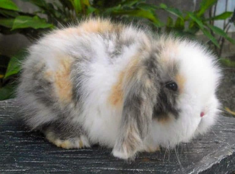 Cara Budidaya Kelinci Anggora Dengan Mudah Bagi Pemula