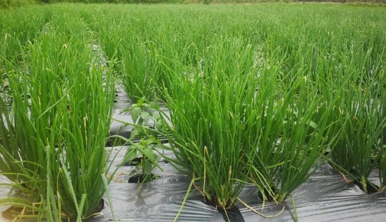 Cara Pengendalian Hama Dan Penyakit Pada Tanaman Bawang Daun Cara Pengendalian Hama Dan Penyakit Pada Tanaman Bawang Daun