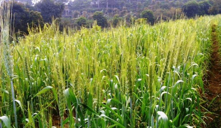 Panduan Lengkap Cara Budidaya Gandum Dengan Mudah Dan Hasil Melimpah