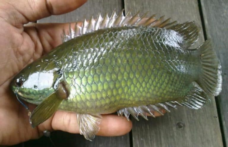 4 Panduan Lengkap Cara Budidaya Ikan Betok Di Kolam Terpal Dengan Mudah ...