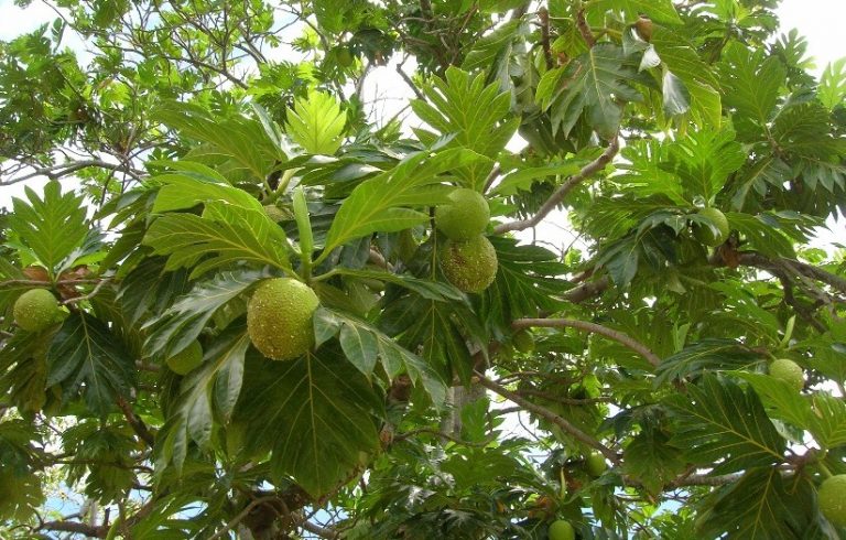 Panduan Lengkap Cara Mudah Budidaya Sukun Di Pekarangan Rumah