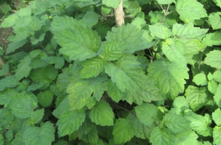 Panduan Lengkap Cara Budidaya Tanaman Nilam Dengan Mudah