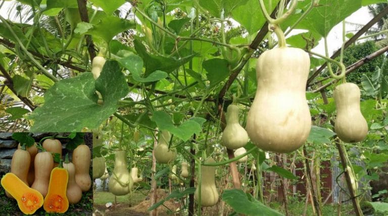 Panduan Lengkap Cara Budidaya Labu Madu (Butternut Squash atau ...