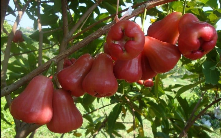 Panduan Cara Budidaya Dan Merawat Jambu Air Agar Jambu Air Berbuah Lebat