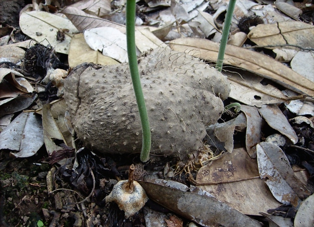 Panduan Lengkap Cara Cepat Budidaya Gadung Bagi Pemula dengan Mudah SUKSES