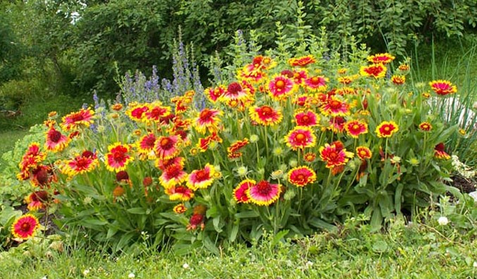 Cara Mudah Menanam dan Merawat Bunga Gaillardia Agar Cepat Berbunga ...