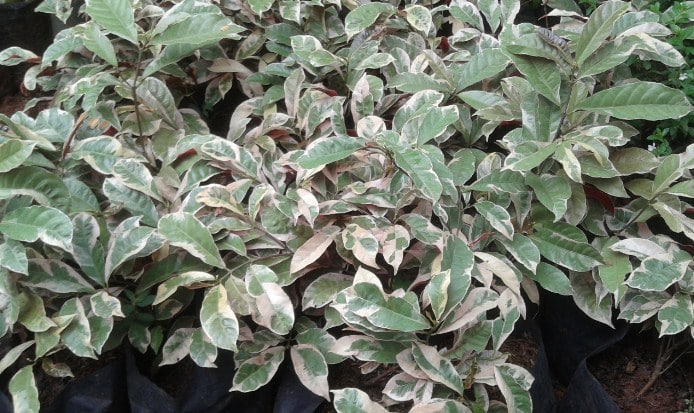 Panduan Cara Menanam dan Budidaya Bunga Sambang Darah Di Rumah Bagi Pemula