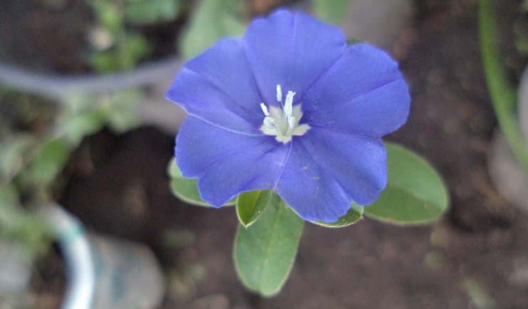 Cara Menanam dan Merawat Bunga Evolvulus Blue Di Rumah Bagi Pemula Agar ...