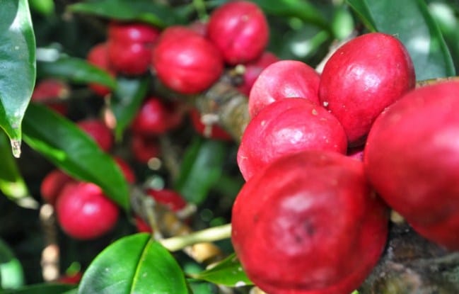 Cara Budidaya Tanaman Mahkota Dewa Dalam Pot Agar Cepat Berbuah