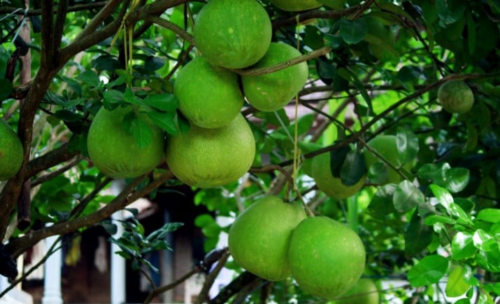 Panduan Lengkap Cara Budidaya Jeruk Pamelo Bagi Pemula Agar Cepat ...