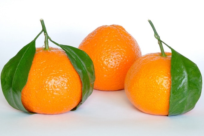 Panduan Lengkap Cara Budidaya Jeruk Mandarin Bagi Pemula Agar Cepat ...