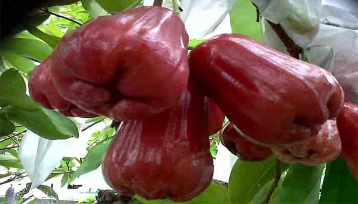 6 Panduan Lengkap Cara Budidaya Jambu Air Citra Agar Cepat Berbuah Lebat