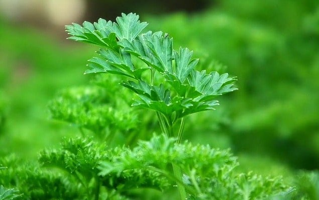 Cara Menanam Budidaya Tanaman Peterseli Yang Kaya Manfaat Di Rumah Bagi ...