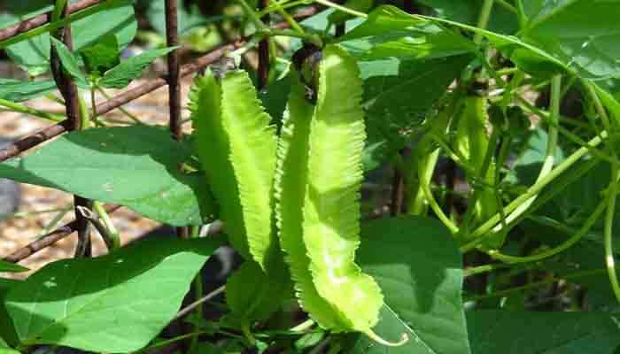 Cara Menanam Kecipir Dalam Pot/Polybag Di Rumah Bagi Pemula