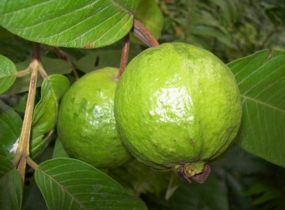 Panduan Lengkap Cara Budidaya Jambu Bangkok Agar Cepat Berbuah Bagi Pemula
