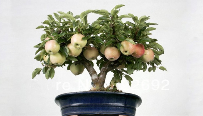 Cara Menanam dan Merawat Bonsai Apel di Pot Agar Sukses Bagi Pemula