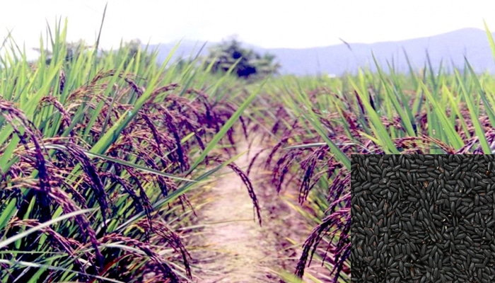 Panduan Lengkap Cara Budidaya Beras Hitam Bagi Pemula Agar Hasil Panen ...