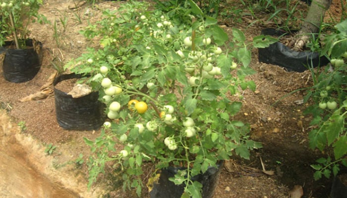 Cara Menanam Rampai di Polybag atau Pot di Rumah Bagi Pemula
