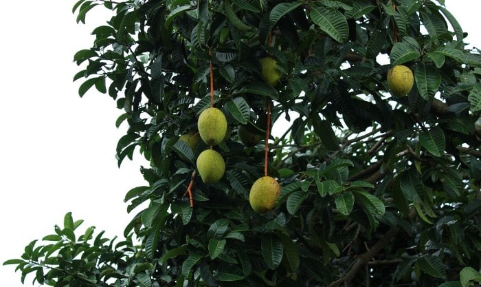 Panduan Lengkap Cara Menanam Mangga Kuweni Agar Cepat Berbuah Bagi Pemula