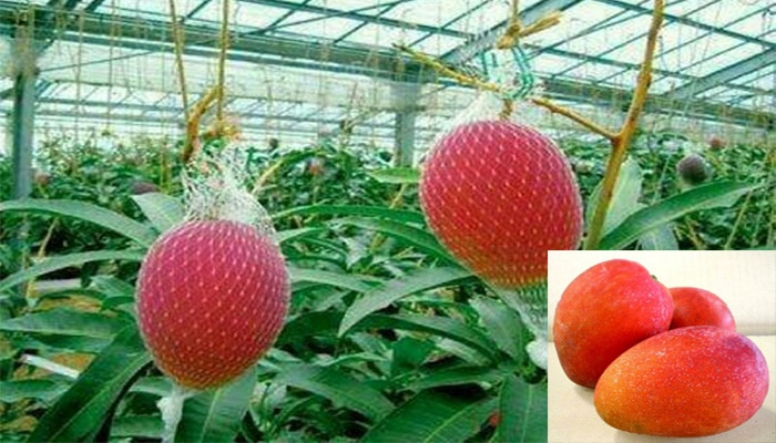 Cara Menanam Mangga Yuwen Dalam Pot (Tabulampot Mangga Yuwen) Bagi Pemula