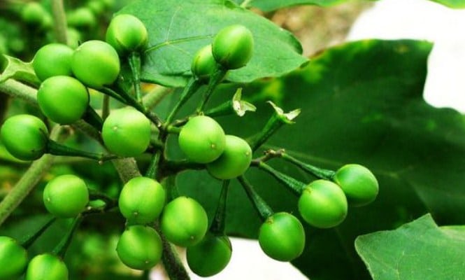 Panduan Lengkap Cara Budidaya Rimbang Atau Takokak Bagi Pemula Flora