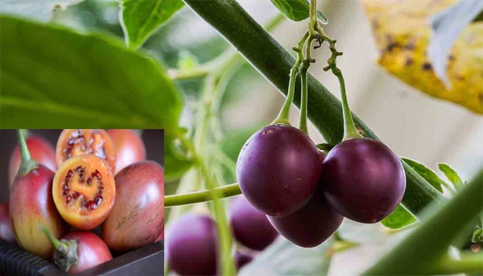 Cara Budidaya Terong Belanda Dalam Pot atau Polybag Agar Sukses Bagi Pemula