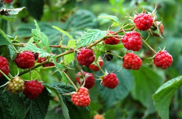Cara Menanam Raspberry Dari Biji Agar Cepat Berbuah Bagi Pemula