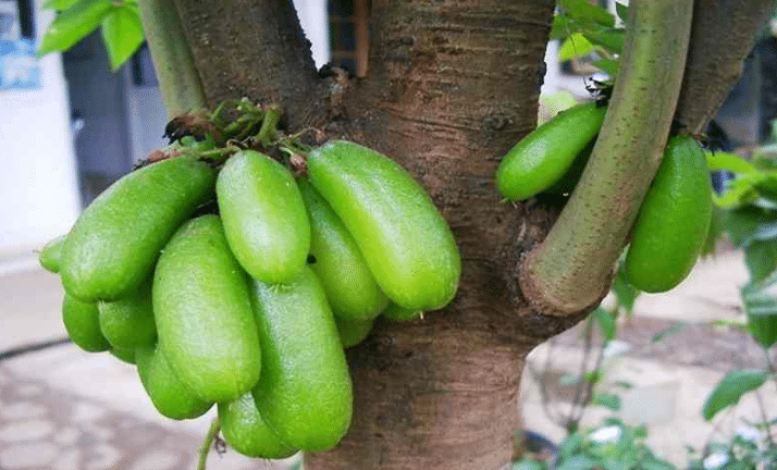 Panduan Lengkap Cara Budidaya Belimbing Wuluh Agar Cepat Berbuah Lebat ...