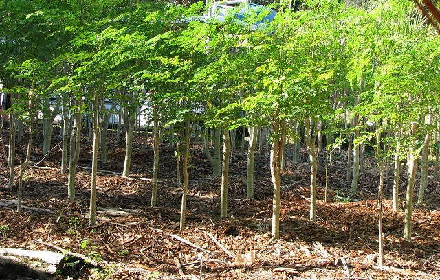 Panduan Lengkap Cara Menanam Pohon Kelor atau Merunggai (Moringa ... Panduan Lengkap Cara Menanam Pohon Kelor atau Merunggai (Moringa ...