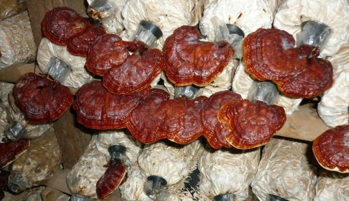 Panduan Lengkap Cara Budidaya Jamur Ganoderma Agar Sukses Bagi Pemula