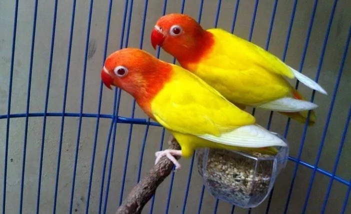 Panduan Lengkap Cara Budidaya Ternak Burung Lovebird Lutino Bagi Pemula Agar Sukses