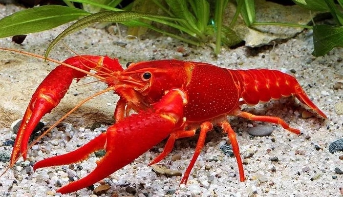 Cara Budidaya dan Merawat Lobster Hias Merah Bagi Pemula Agar Sukses