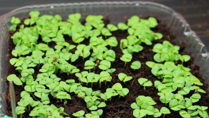 Cara Menanam Microgreen Basil Lemon yang Baik dan Benar Bagi Pemula