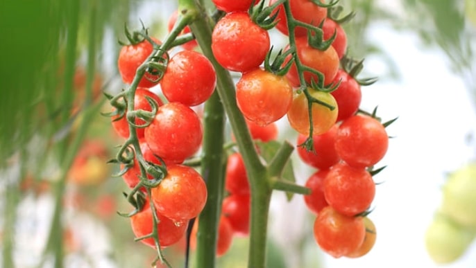 Cara Menanam Tomat Cherry Secara Hidroponik Agar Sukses Bagi Pemula