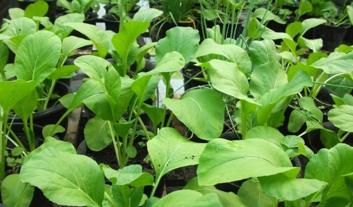 Panduan Lengkap Cara Menanam Sawi Hijau Dalam Pot atau Polybag Bagi Pemula Agar Sukses