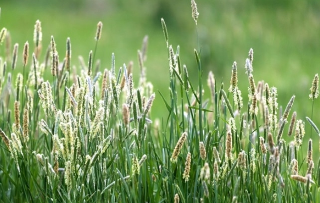 Panduan Lengkap Cara Menanam Rumput Timothy Sebagai Pakan Ternak Bagi ...