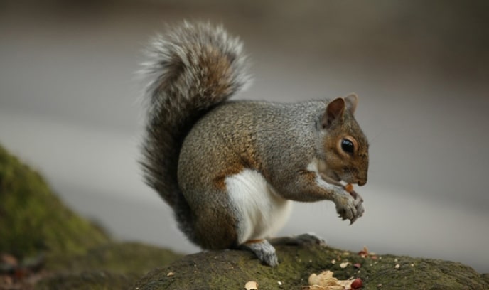 Panduan Lengkap Cara Ternak Dan Merawat Tupai Bagi Pemula Agar Sukses