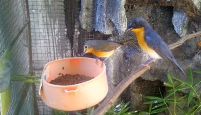 Panduan Lengkap Cara Ternak Burung Tledekan Bagi Pemula Agar Sukses Panduan Lengkap Cara Ternak Burung Tledekan Bagi Pemula Agar Sukses