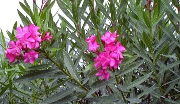 Panduan Lengkap Cara Menanam dan Merawat Bunga Aleander Bagi Pemula ...