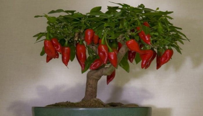 Panduan Lengkap Cara Membuat Bonsai Cabe Bagi Pemula