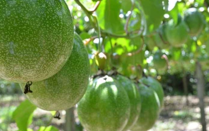 Panduan Lengkap Cara Menanam Markisa Dari Biji Agar Cepat Berbuah Bagi Pemula