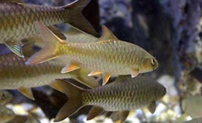 Panduan Lengkap Cara Pembenihan Ikan Dewa Bagi Pemula Agar Sukses