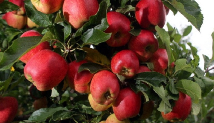 Panduan Lengkap Cara Panen Apel Yang Baik Dan Benar Bagi Pemula