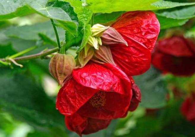 Panduan Lengkap Cara Menanam Abutilon, Si Kembang Sore Bagi Pemula